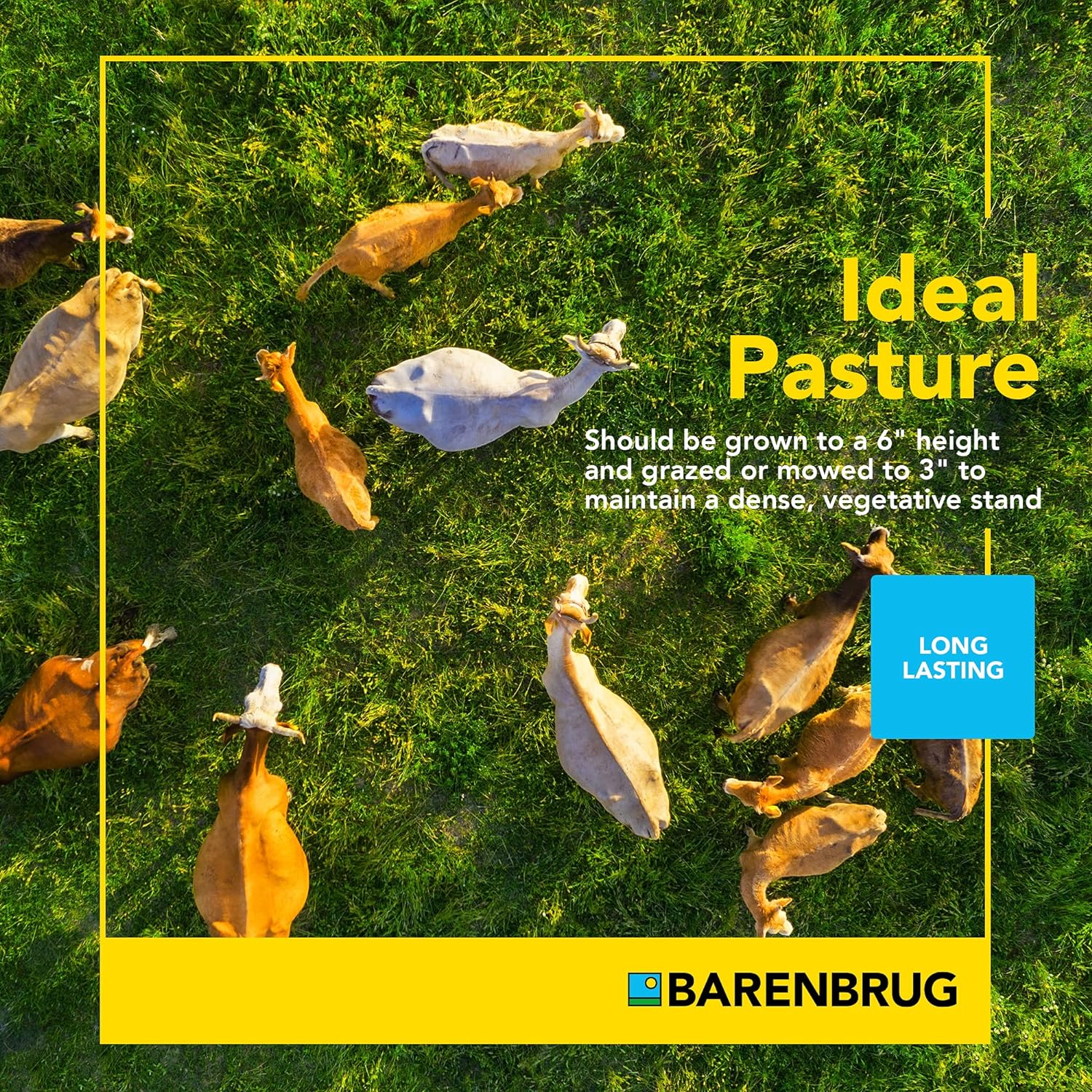 Barenbrug Dairymaster Pro – Sustain Seed + Soil