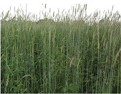 Spring Oats | Sustain Seed + Soil