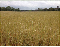 Spring Oats | Sustain Seed + Soil