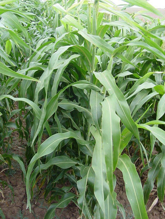 Sorghum Sudangrass, BMR Honey Sweet Hybrid – Sustain Seed + Soil