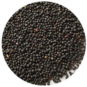 Trophy Rapeseed – Sustain Seed + Soil
