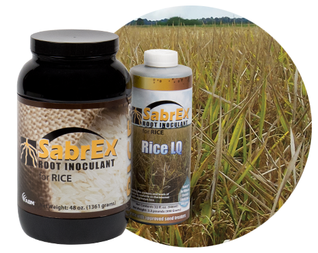 SabrEx LQ For Rice Inoculant (32 fl. oz. jug) – Sustain Seed + Soil